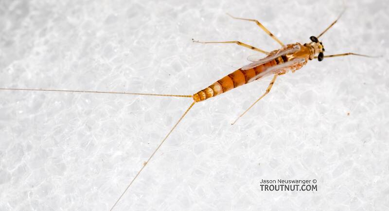 Female Cinygmula (Dark Red Quill) Mayfly Spinner Pictures