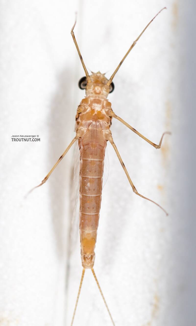 Female Cinygmula (Dark Red Quill) Mayfly Spinner Pictures