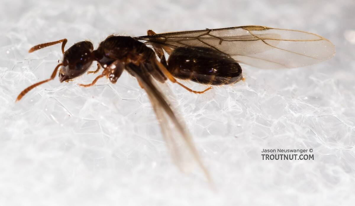 Female Formicidae (Ant) Insect Adult Pictures