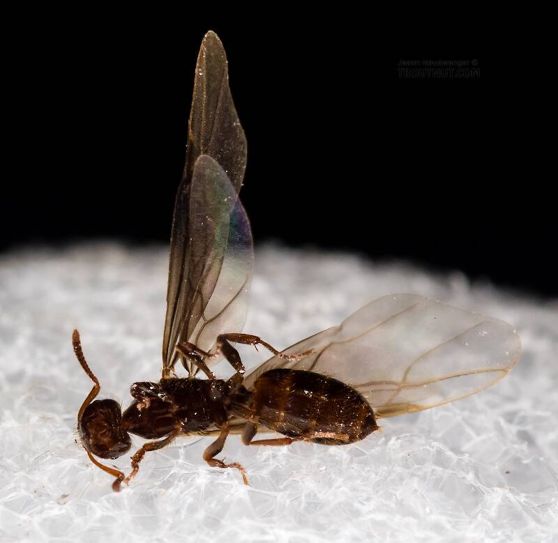 Female Formicidae (Ant) Insect Adult Pictures