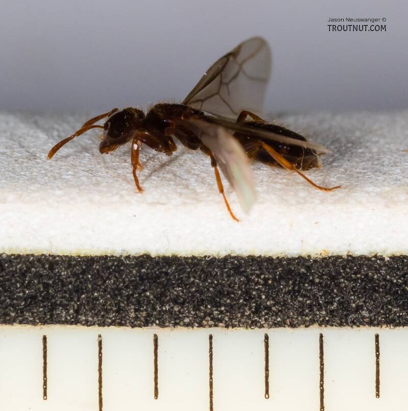 Female Formicidae (Ant) Insect Adult Pictures