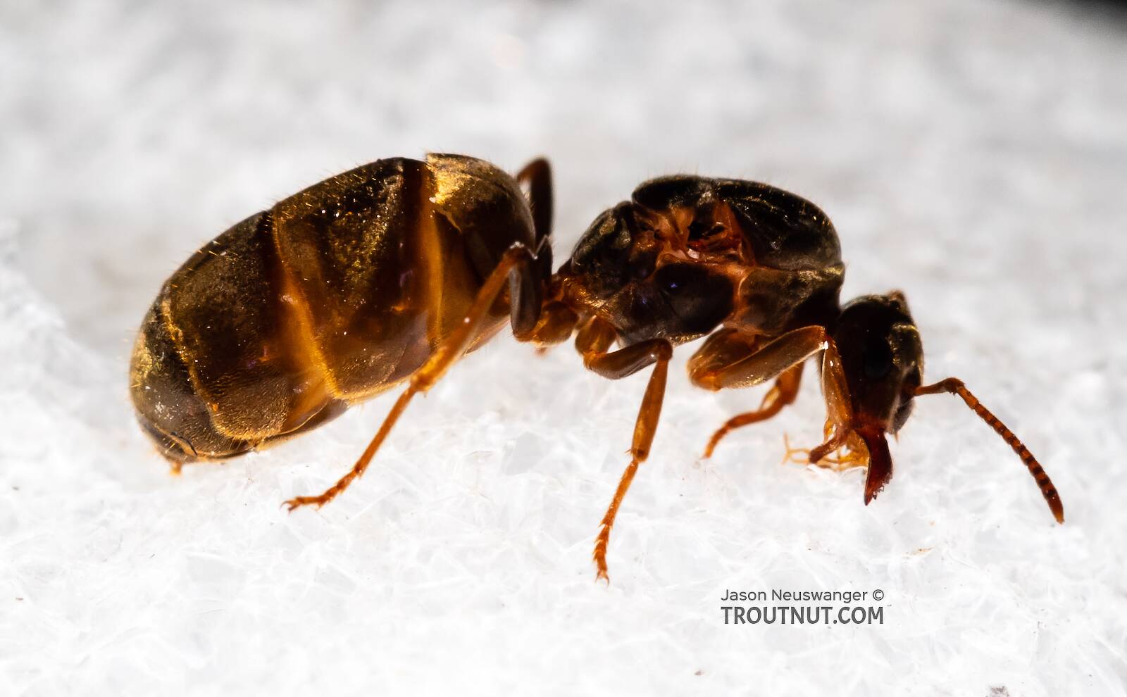 Insect Order Hymenoptera (Ants, Bees, and Wasps)
