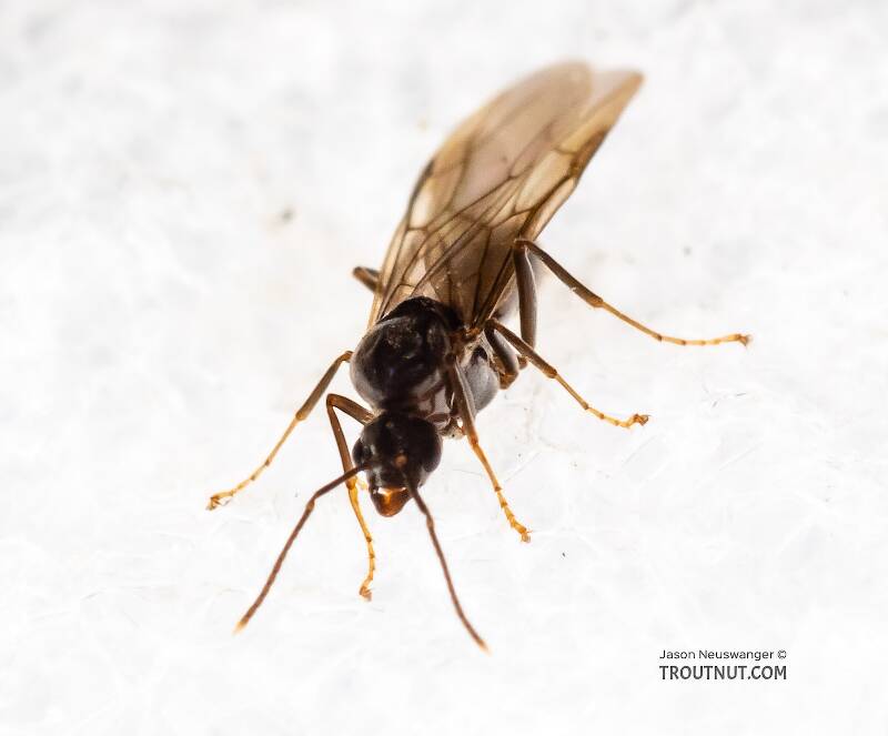 Formicidae (Ant) Insect Adult Pictures
