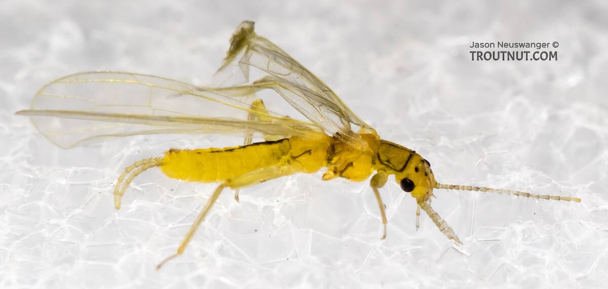 Chloroperlidae (Sallfly) Stonefly Adult Pictures