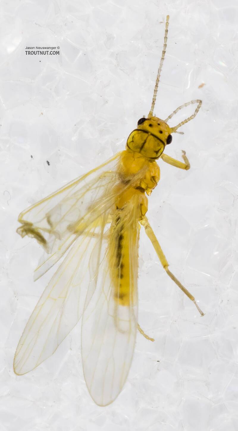 Chloroperlidae (Sallfly) Stonefly Adult Pictures