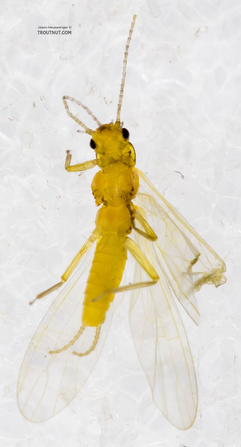 Chloroperlidae (Sallfly) Stonefly Adult Pictures