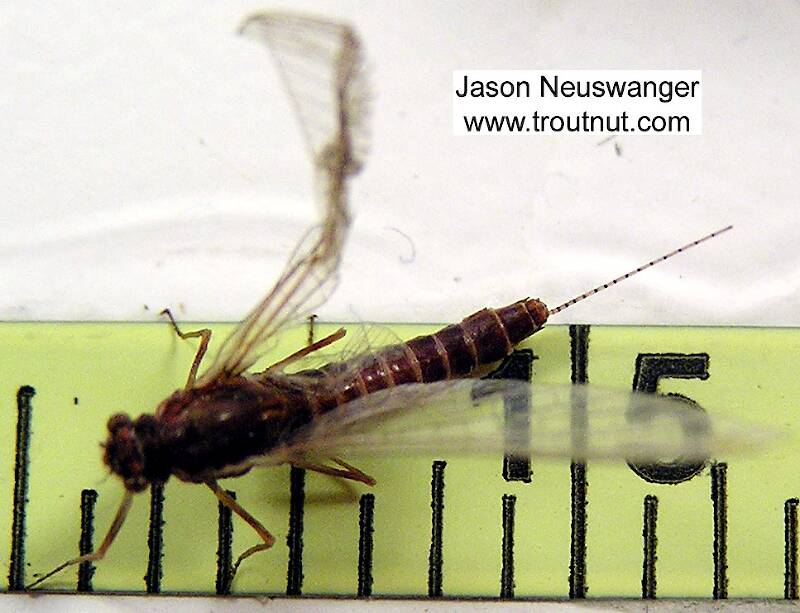 Female Ephemerella subvaria (Hendrickson) Mayfly Spinner Pictures