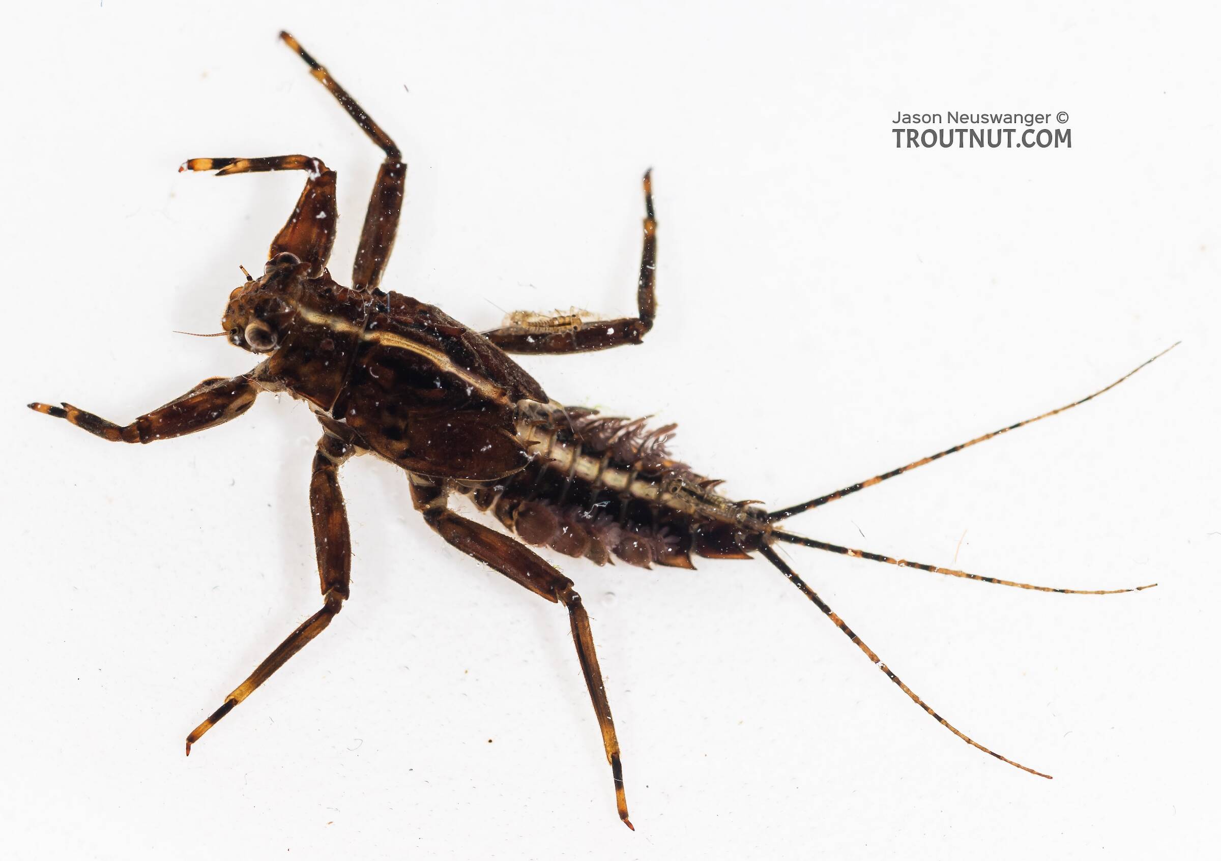 Drunella grandis (Western Green Drake) Mayfly Nymph Pictures