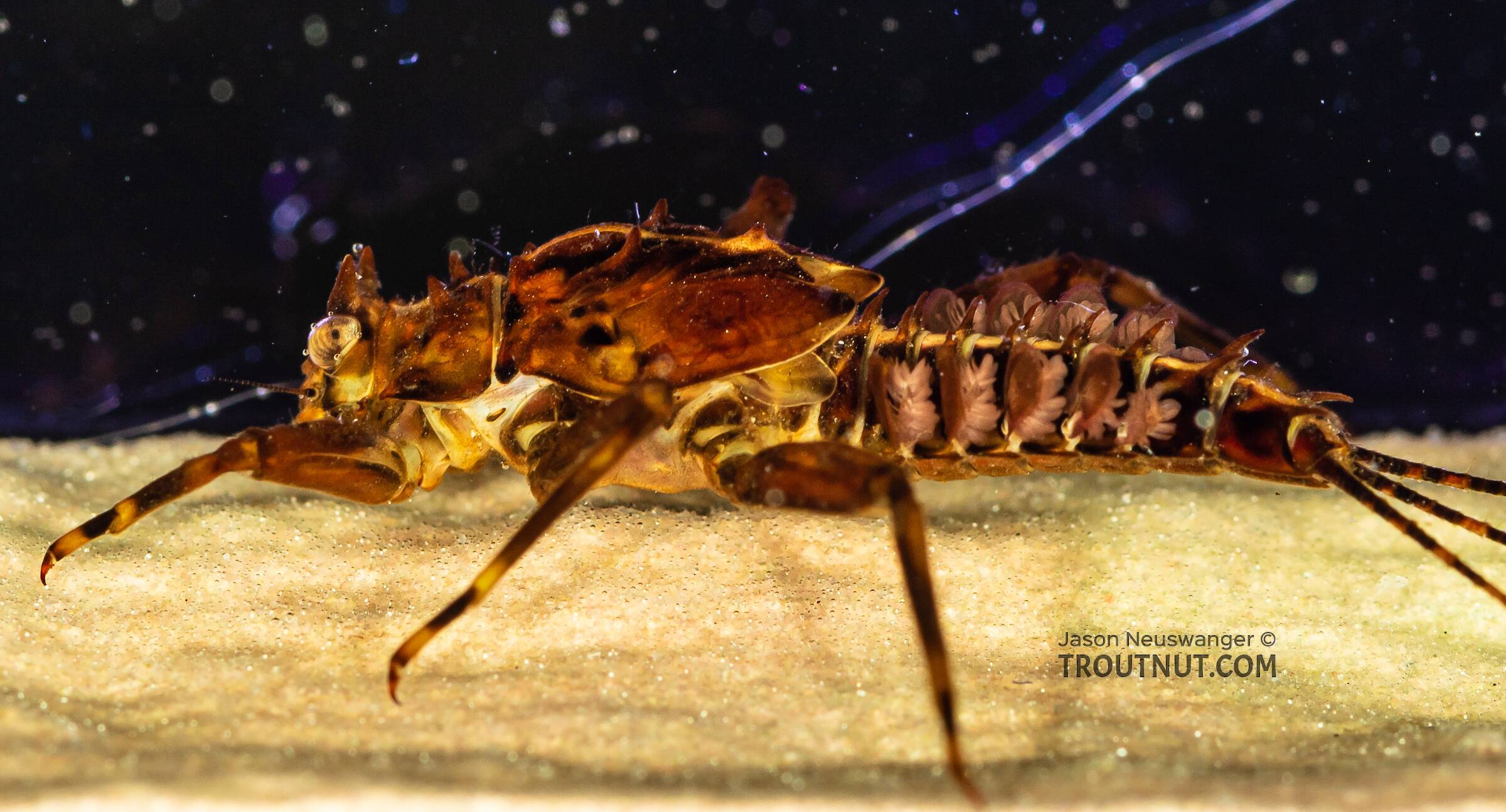 Drunella grandis (Western Green Drake) Mayfly Nymph Pictures