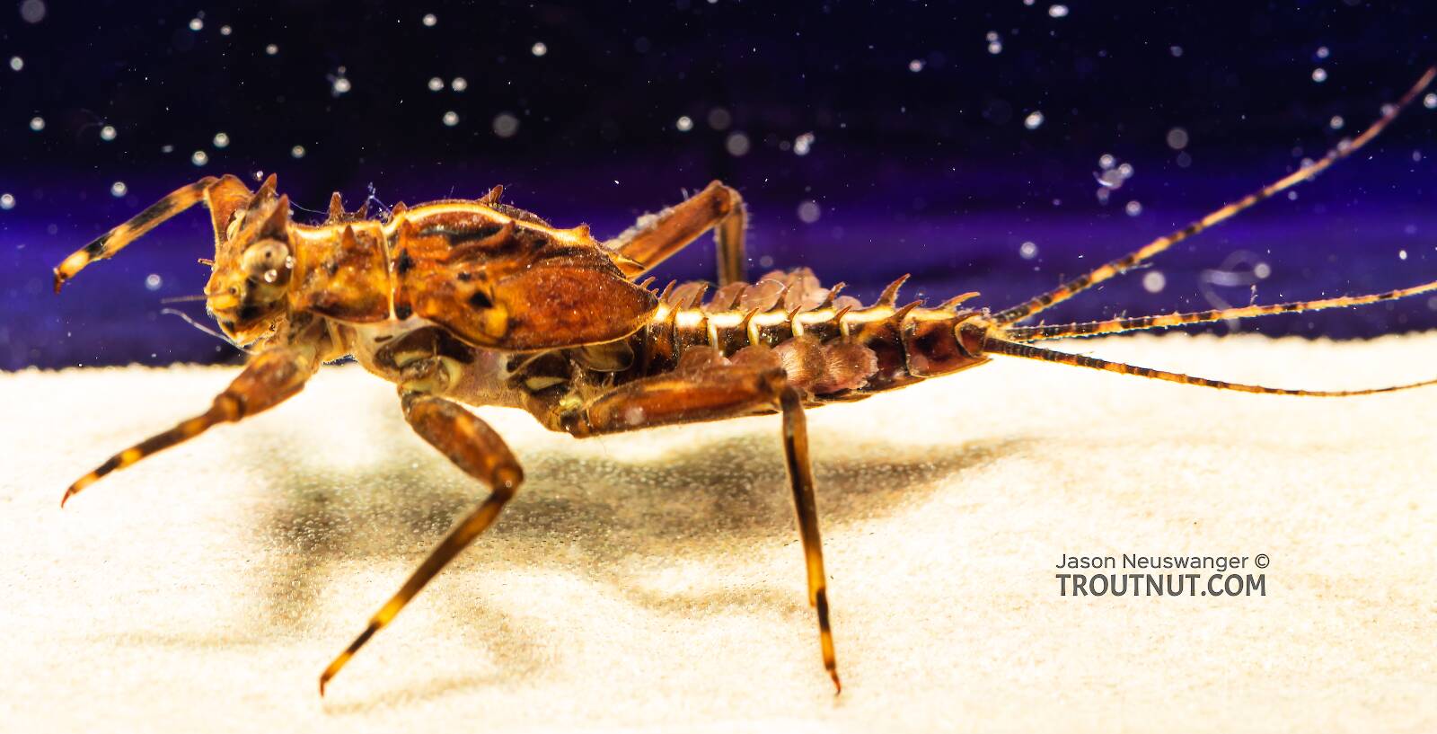 Drunella grandis (Western Green Drake) Mayfly Nymph Pictures