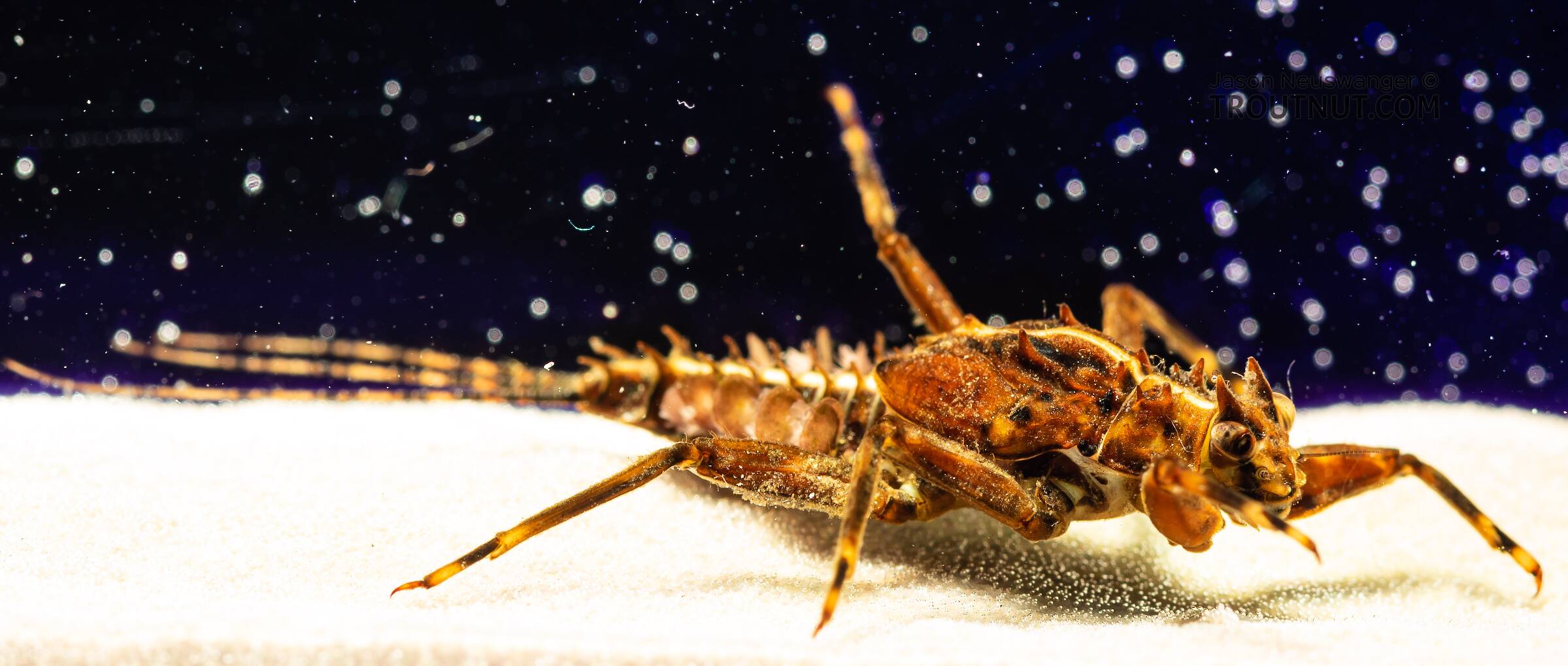 Drunella grandis (Western Green Drake) Mayfly Nymph Pictures