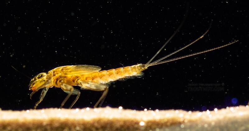 Cinygmula (Dark Red Quill) Mayfly Nymph Pictures