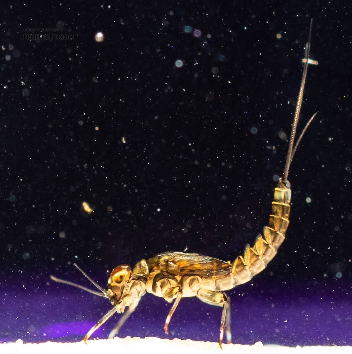 Male Baetis (Blue-Winged Olive) Mayfly Nymph Pictures