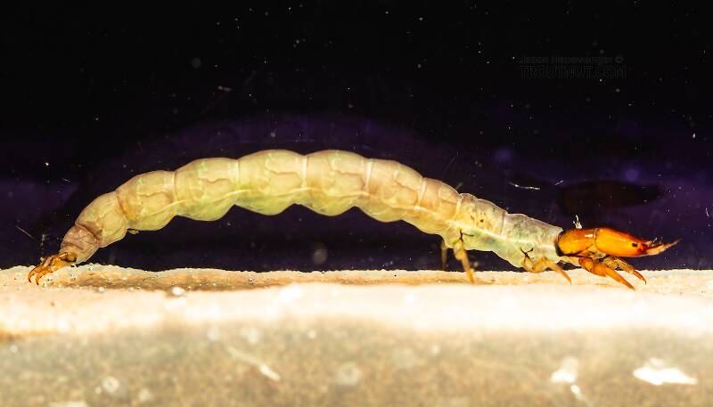 Identification: Key to Families of Caddisfly Larvae, Couplet 10