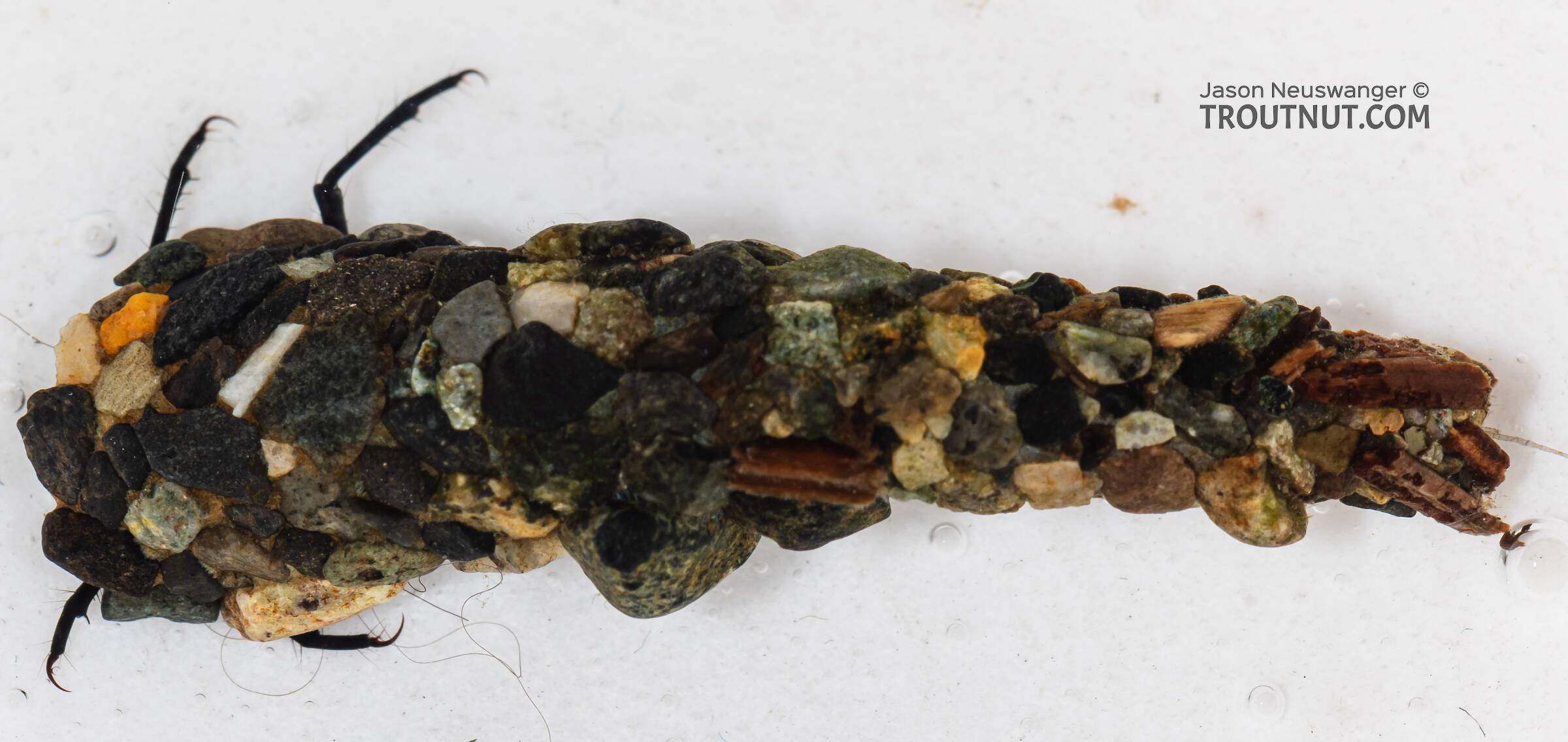Hesperophylax (Silver Striped Sedge) Caddisfly Larva Pictures