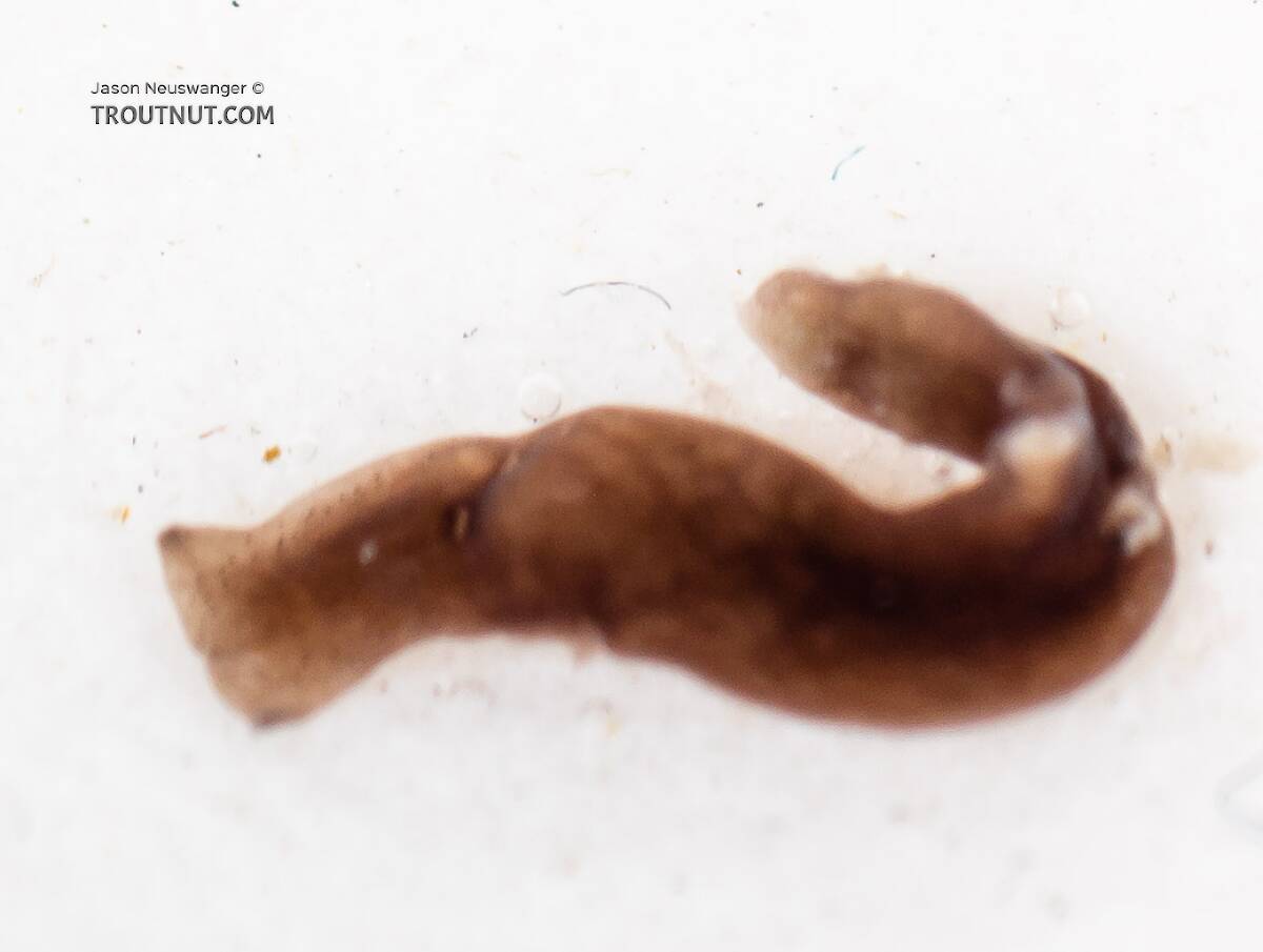 Platyhelminthes (Flatworm) Animal Pictures