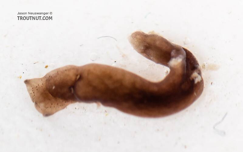 Platyhelminthes (Flatworm) Animal Pictures