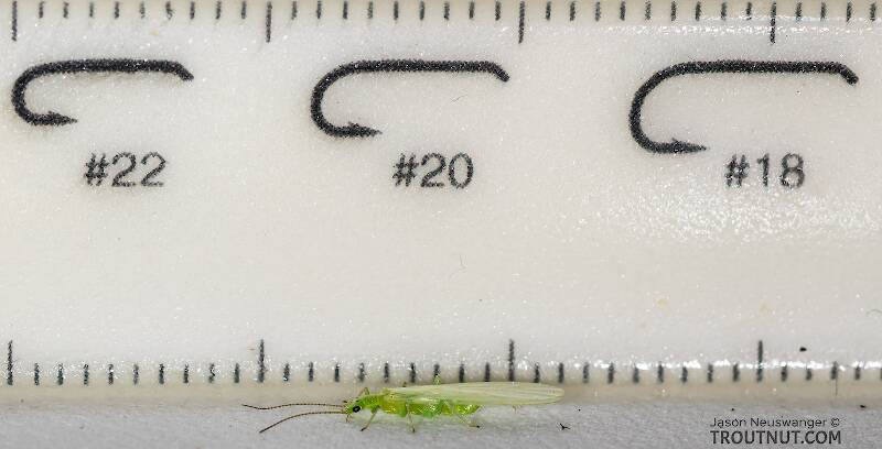 Female Alloperla (Sallfly) Stonefly Adult Pictures