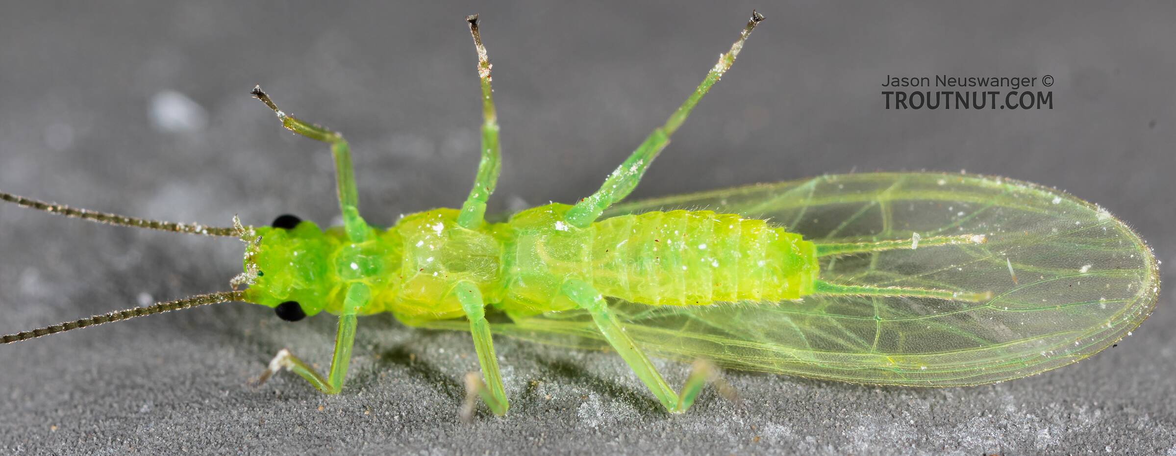 Female Alloperla (Sallfly) Stonefly Adult Pictures