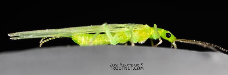 Female Alloperla (Sallfly) Stonefly Adult Pictures