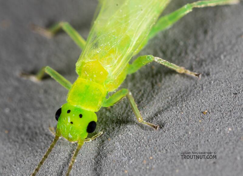 Female Alloperla (Sallfly) Stonefly Adult Pictures