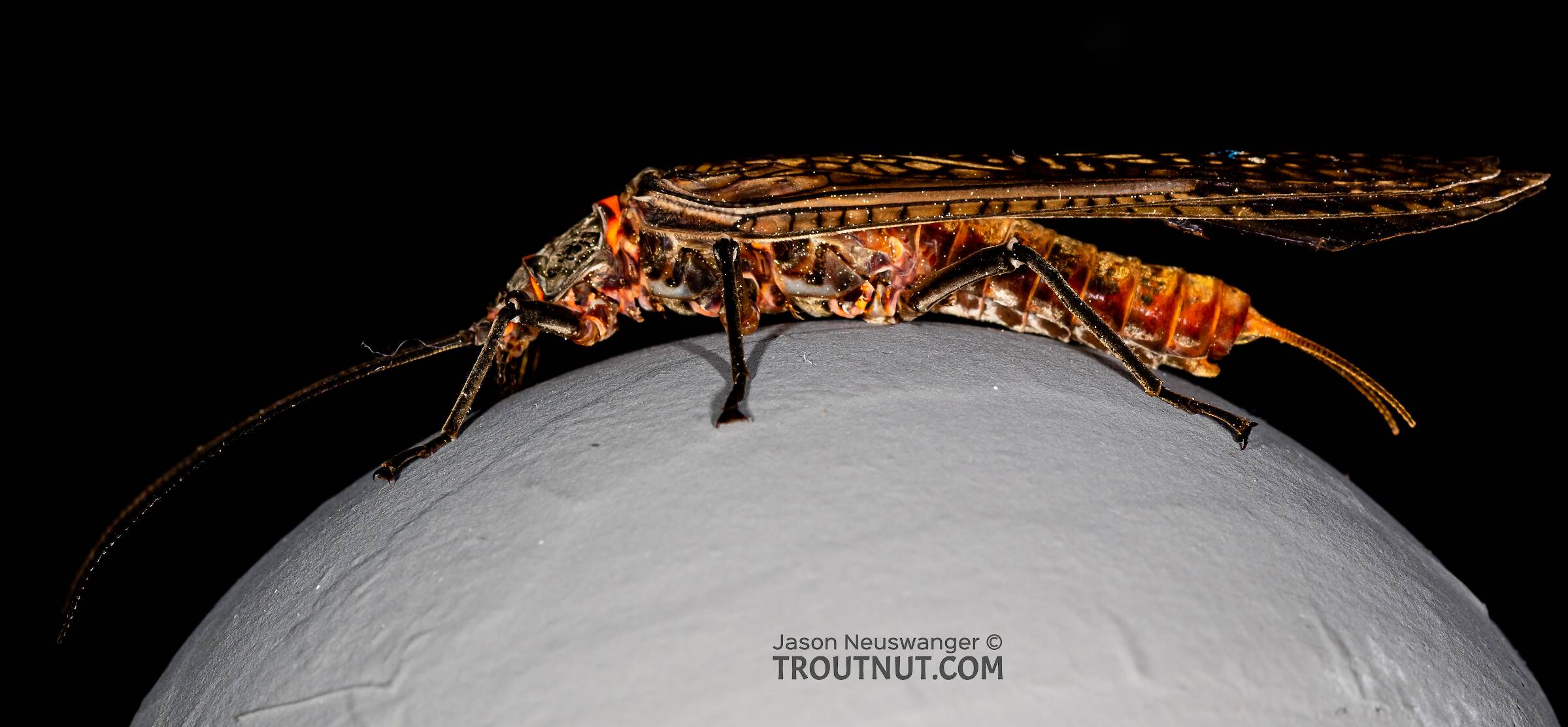 Stonefly Species Pteronarcys californica (Giant Salmonfly)
