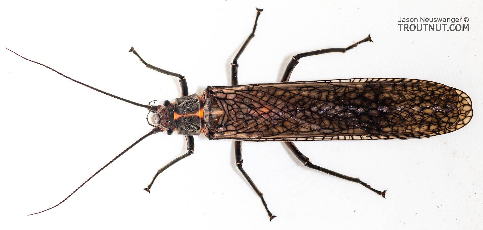 Female Pteronarcys californica (Giant Salmonfly) Stonefly Adult Pictures