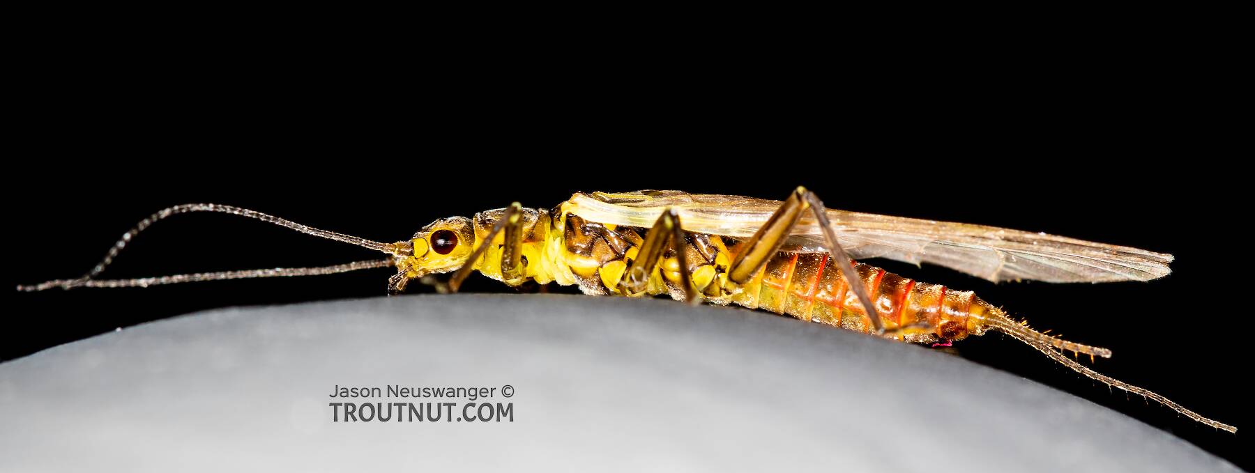 Stonefly Genus Isoperla (Stripetails and Yellow Stones)