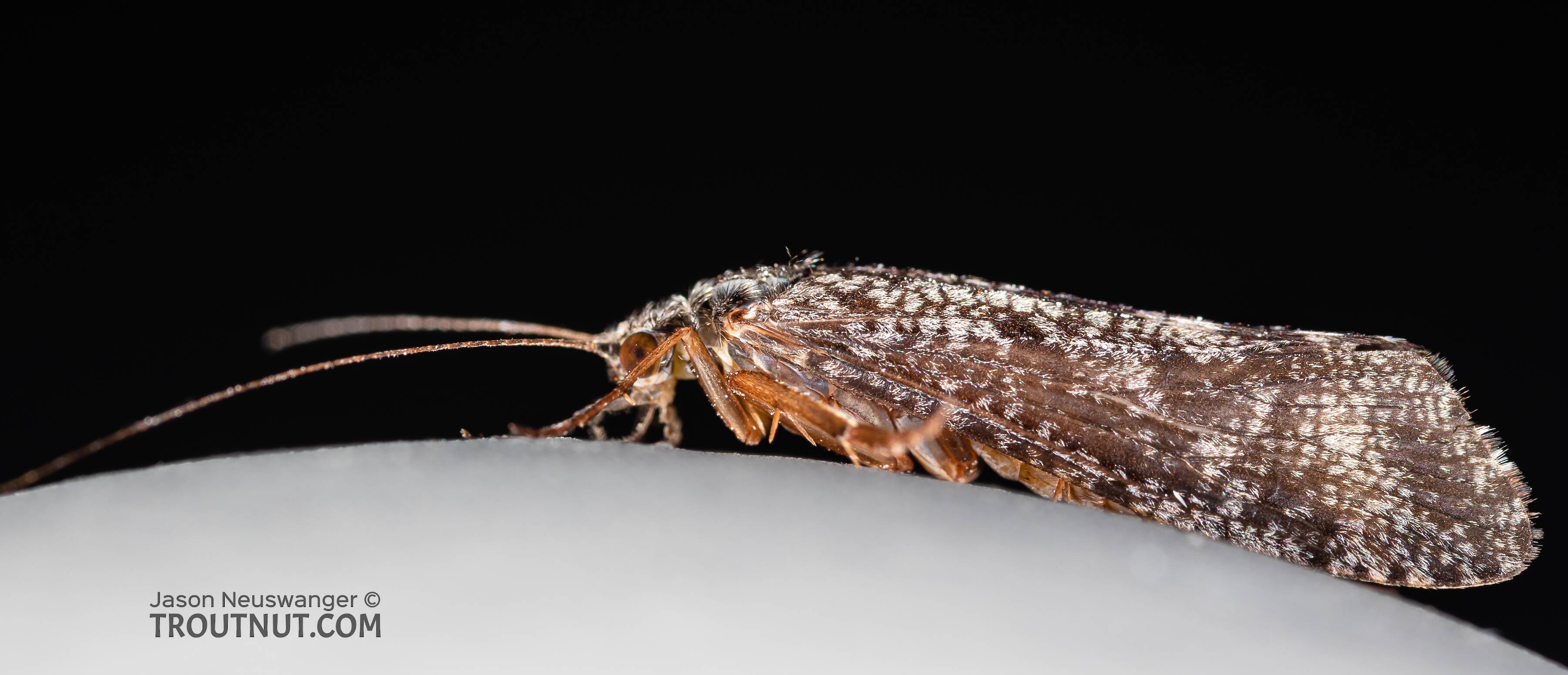 Caddisfly Family Hydropsychidae