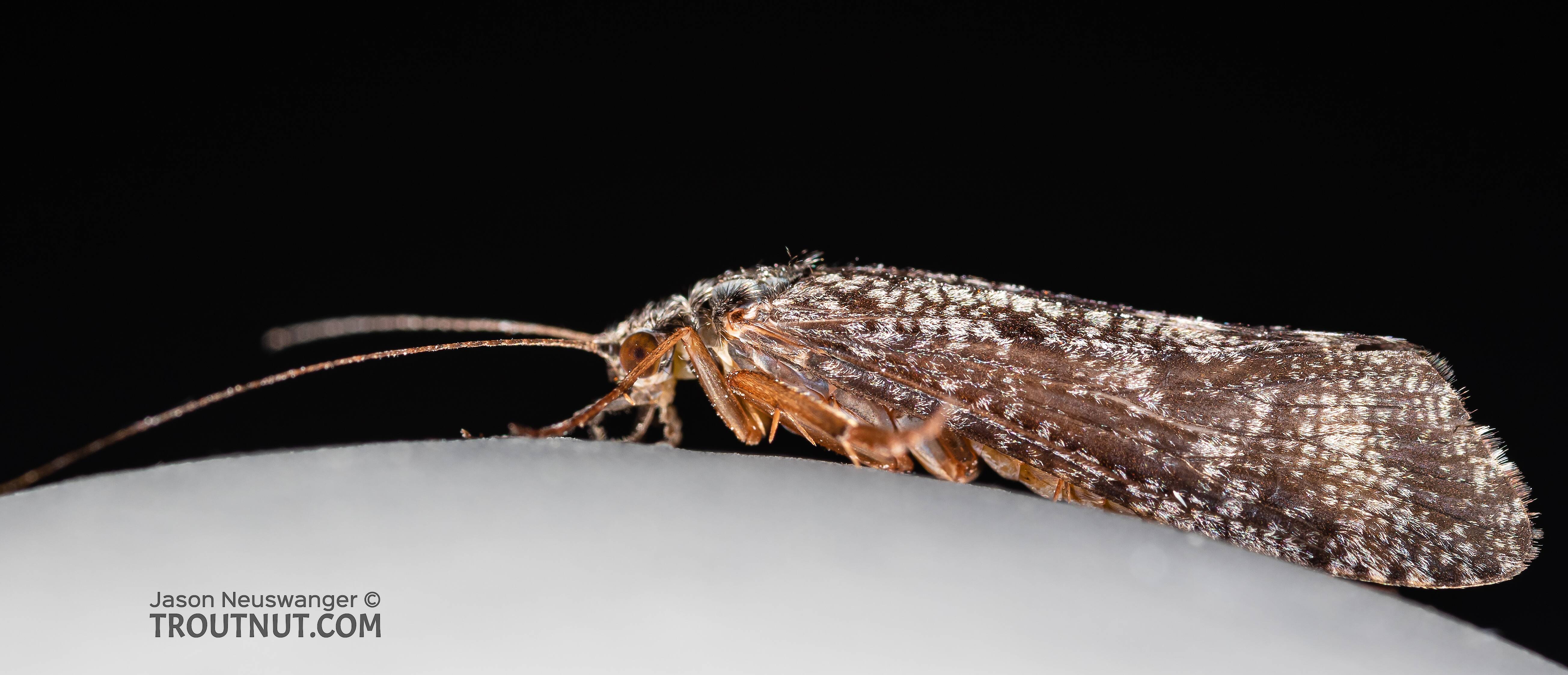 Caddisfly Family Hydropsychidae