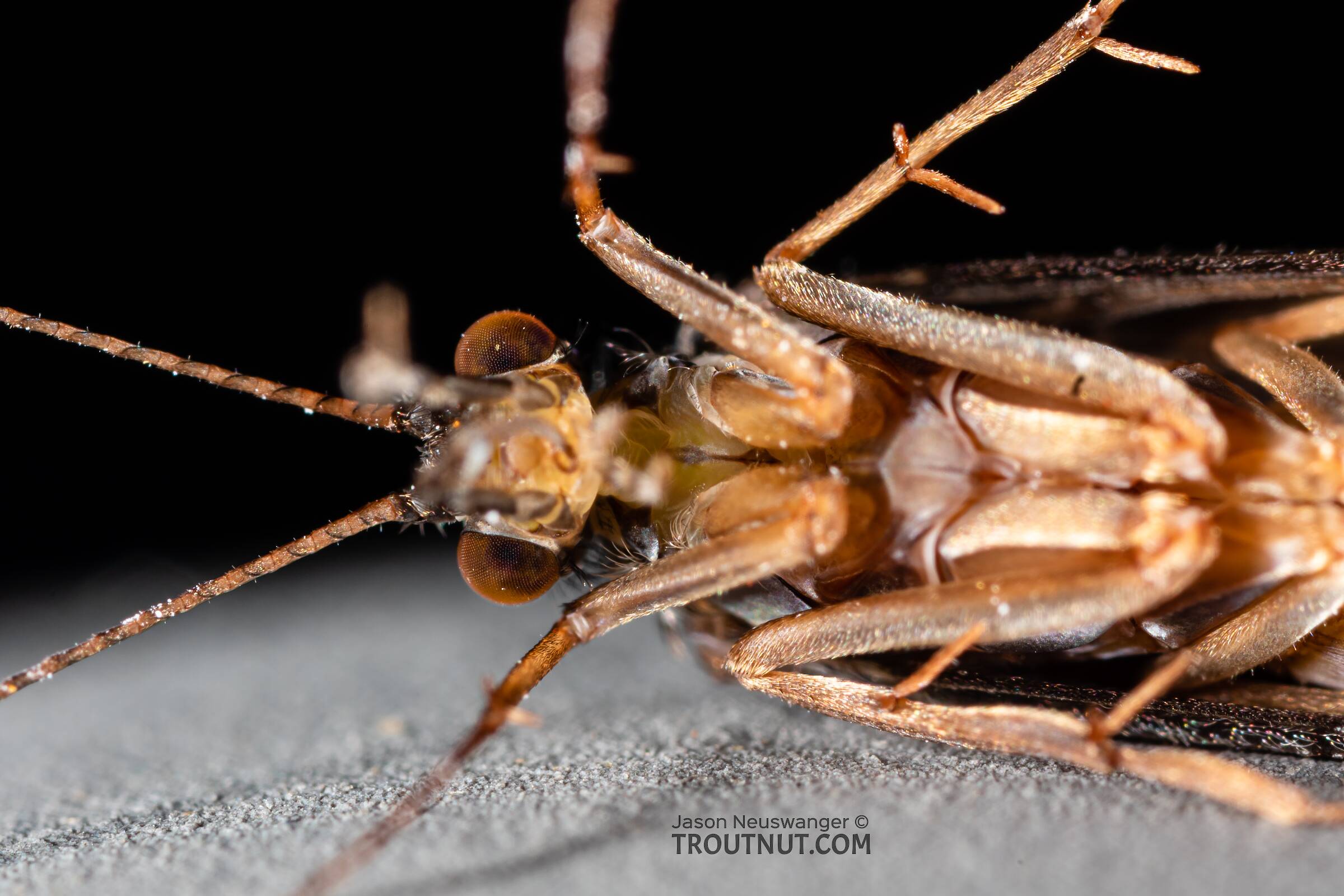 Hydropsyche (Spotted Sedge) Caddisfly Adult Pictures