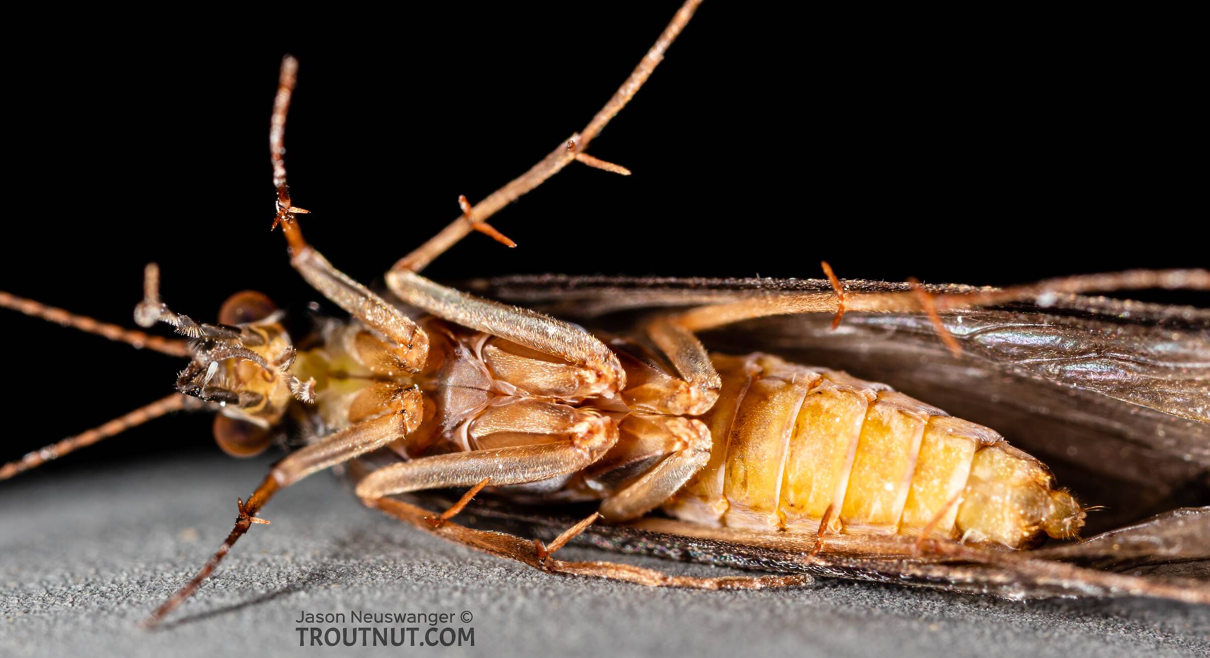 Hydropsyche (Spotted Sedge) Caddisfly Adult Pictures