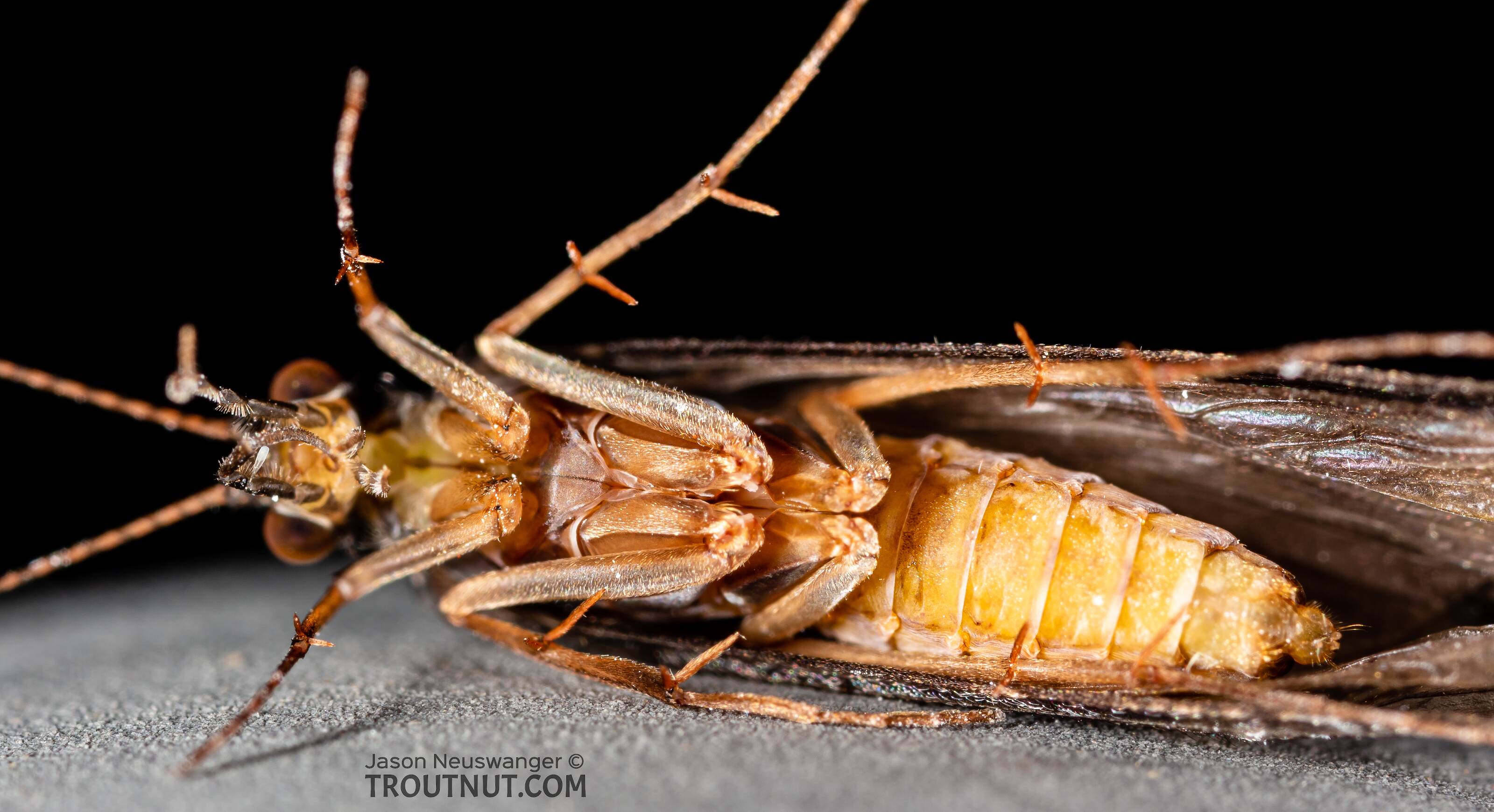 Hydropsyche (Spotted Sedge) Caddisfly Adult Pictures