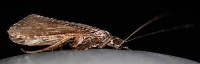 Caddisfly Genus Hydropsyche (Spotted Sedges)