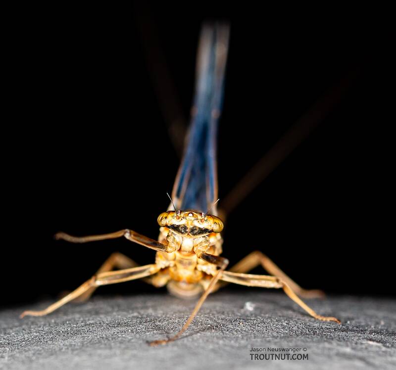 Female Rhithrogena undulata (Small Western Red Quill) Mayfly Spinner ...