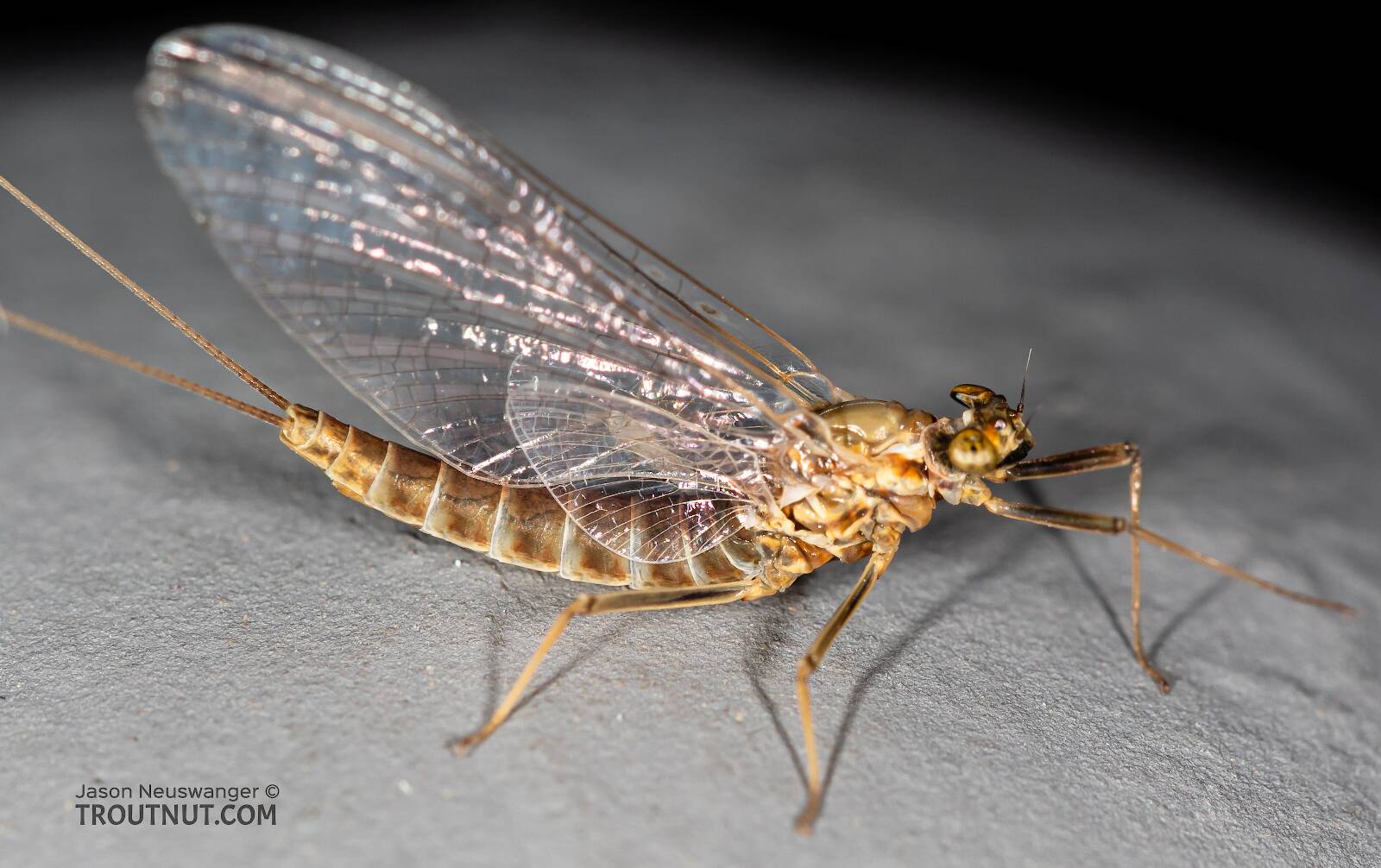 Female Rhithrogena undulata (Small Western Red Quill) Mayfly Spinner ...