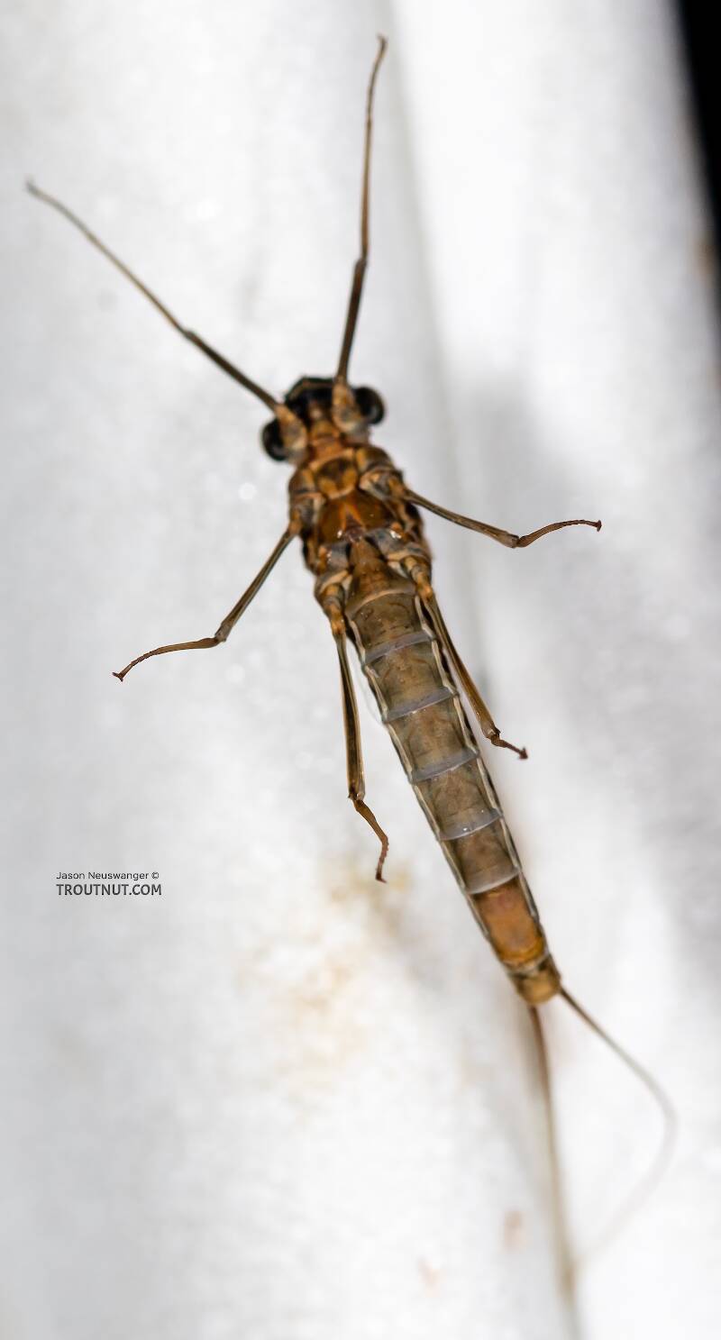 Female Rhithrogena undulata (Small Western Red Quill) Mayfly Spinner ...