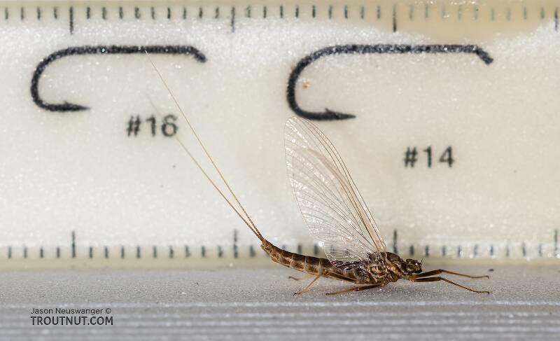 Female Rhithrogena undulata (Small Western Red Quill) Mayfly Spinner ...