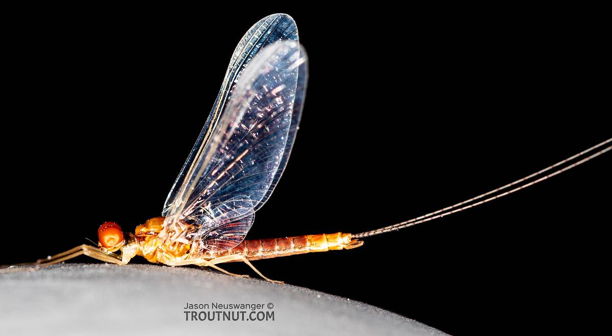 Male Ephemerella dorothea infrequens (Pale Morning Dun) Mayfly Spinner ...