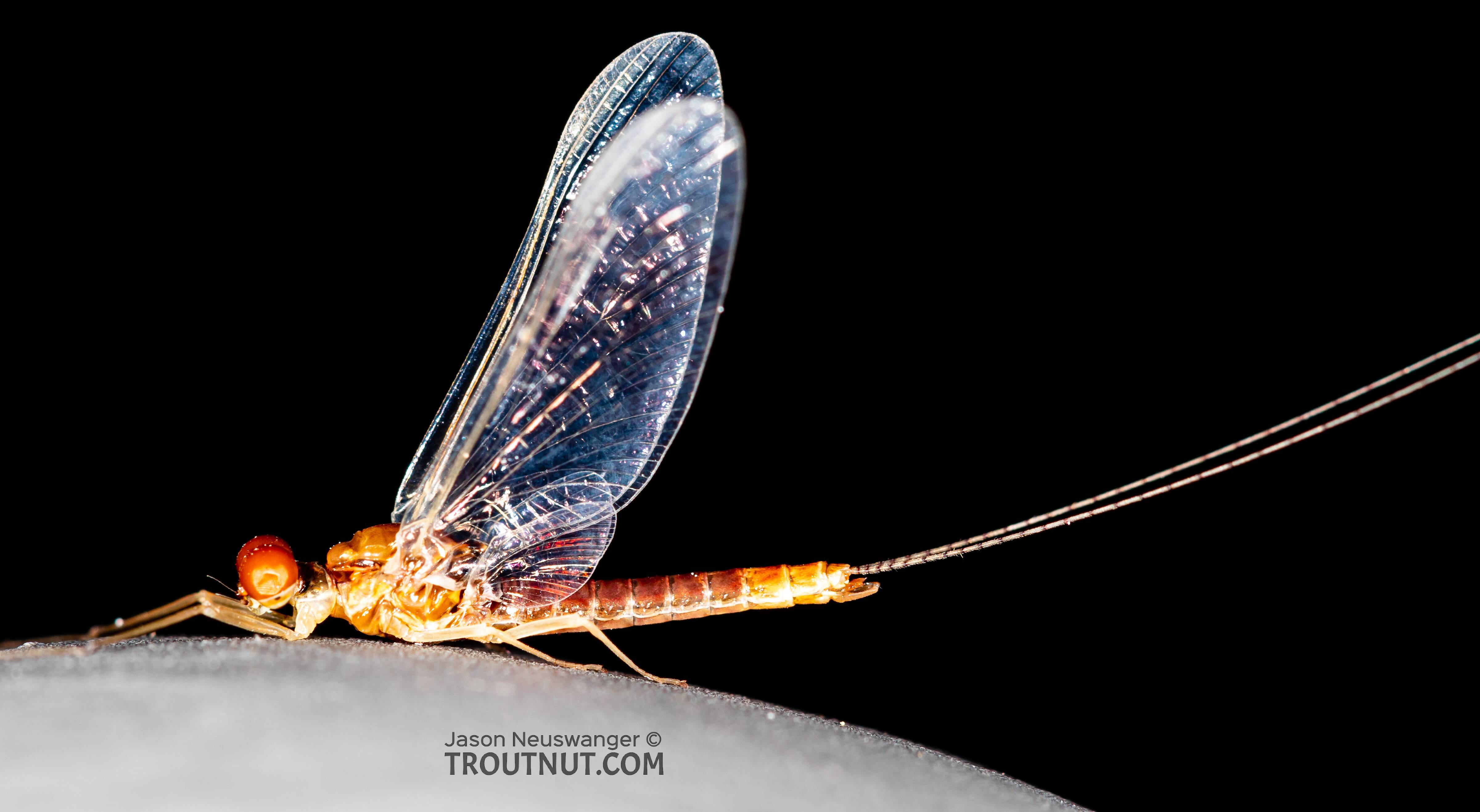 Mayfly Species Ephemerella dorothea infrequens (Pale Morning Duns)