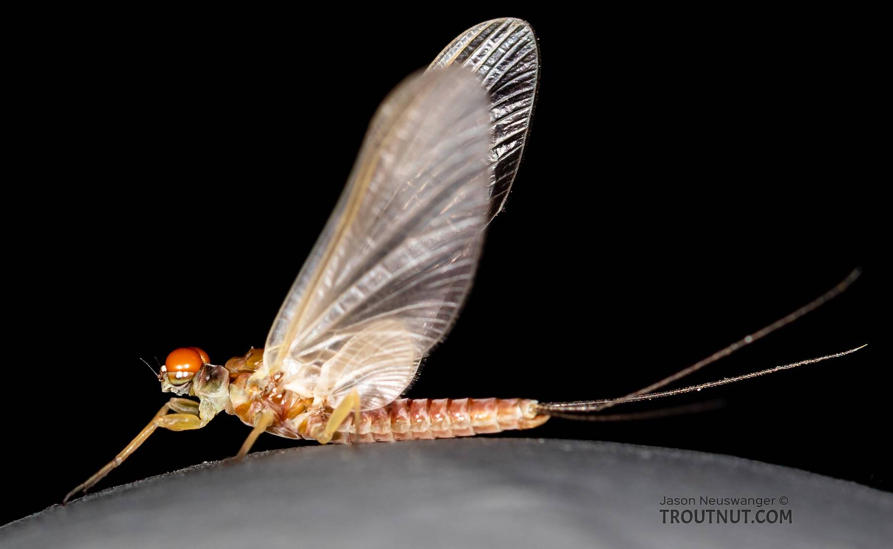 Mayfly Genus Ephemerella (Hendricksons, Sulphurs, PMDs)