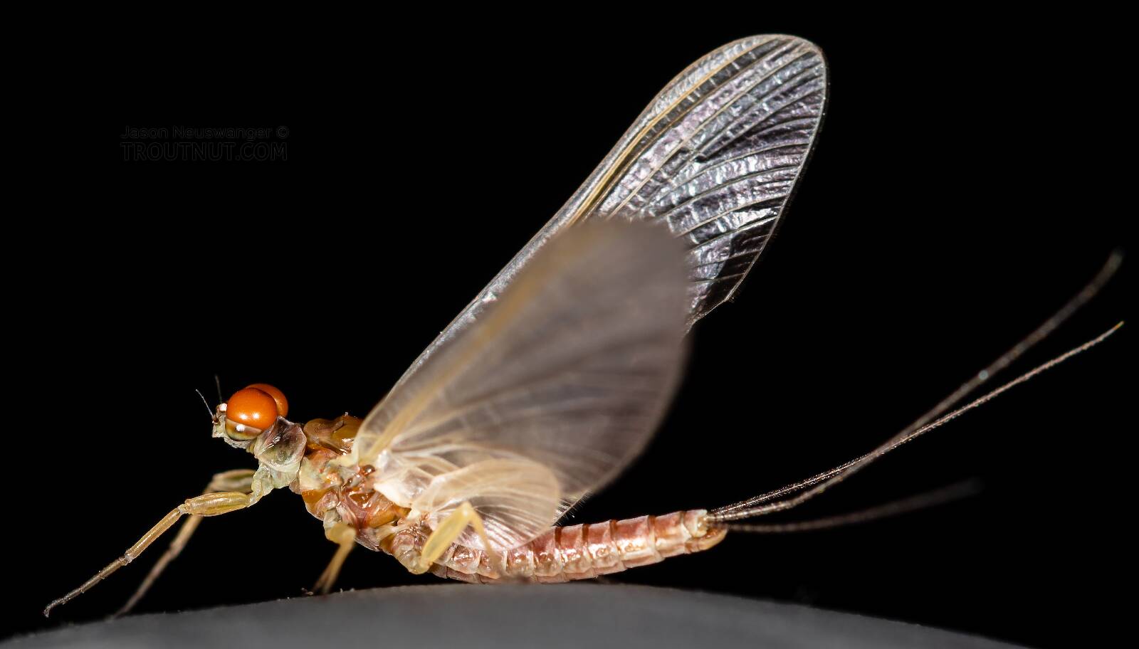 Male Ephemerella aurivillii Mayfly Dun Pictures