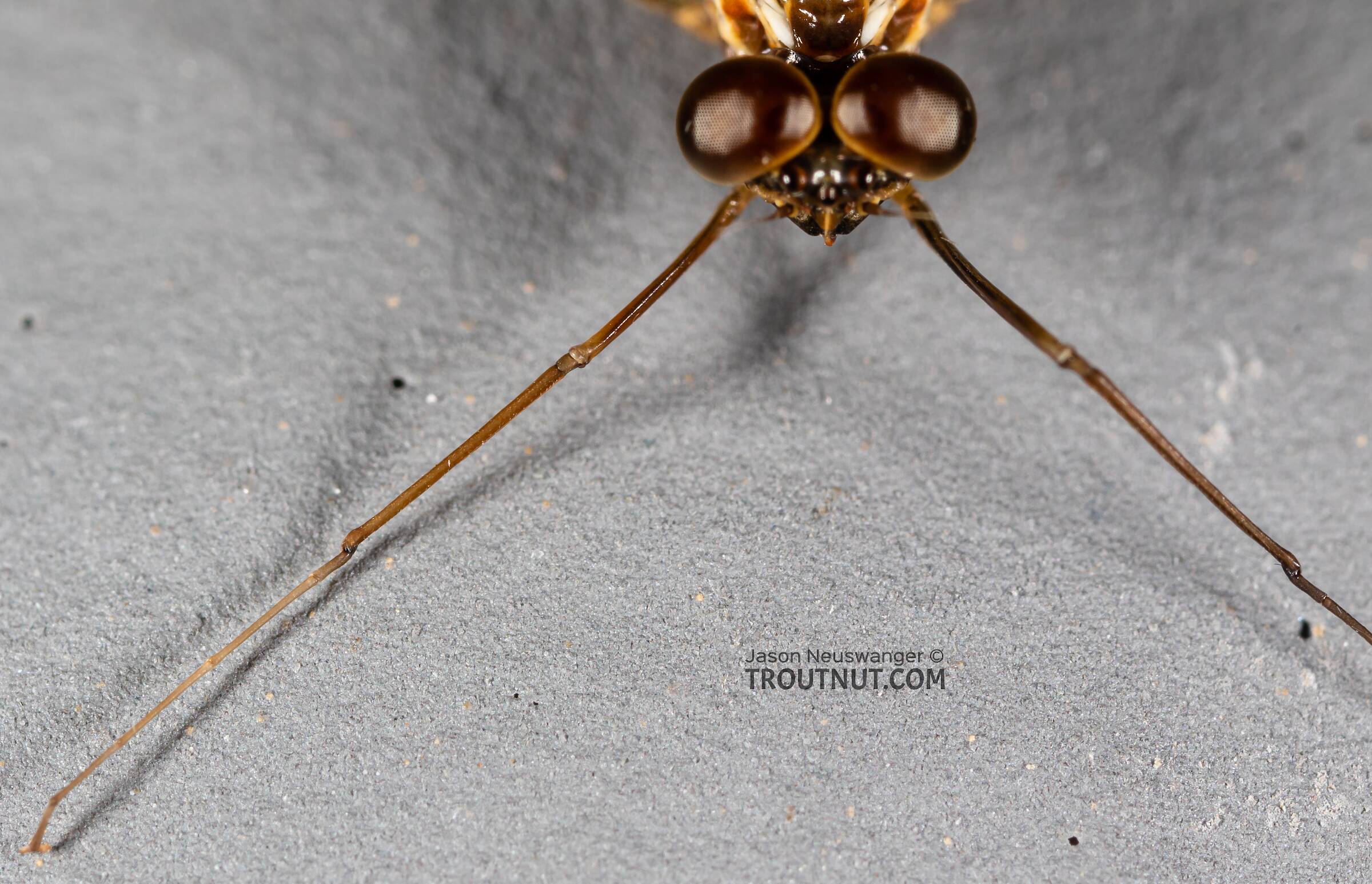 Male Rhithrogena undulata (Small Western Red Quill) Mayfly Spinner Pictures