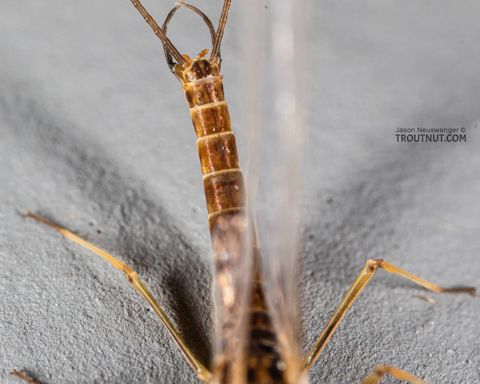 Male Rhithrogena undulata (Small Western Red Quill) Mayfly Spinner Pictures