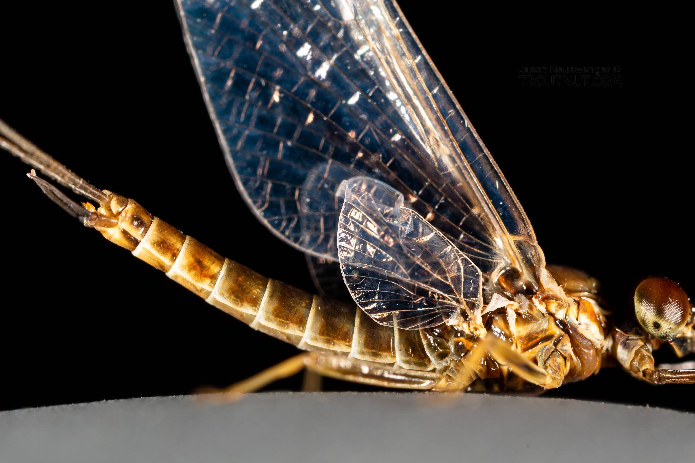 Male Rhithrogena undulata (Small Western Red Quill) Mayfly Spinner Pictures