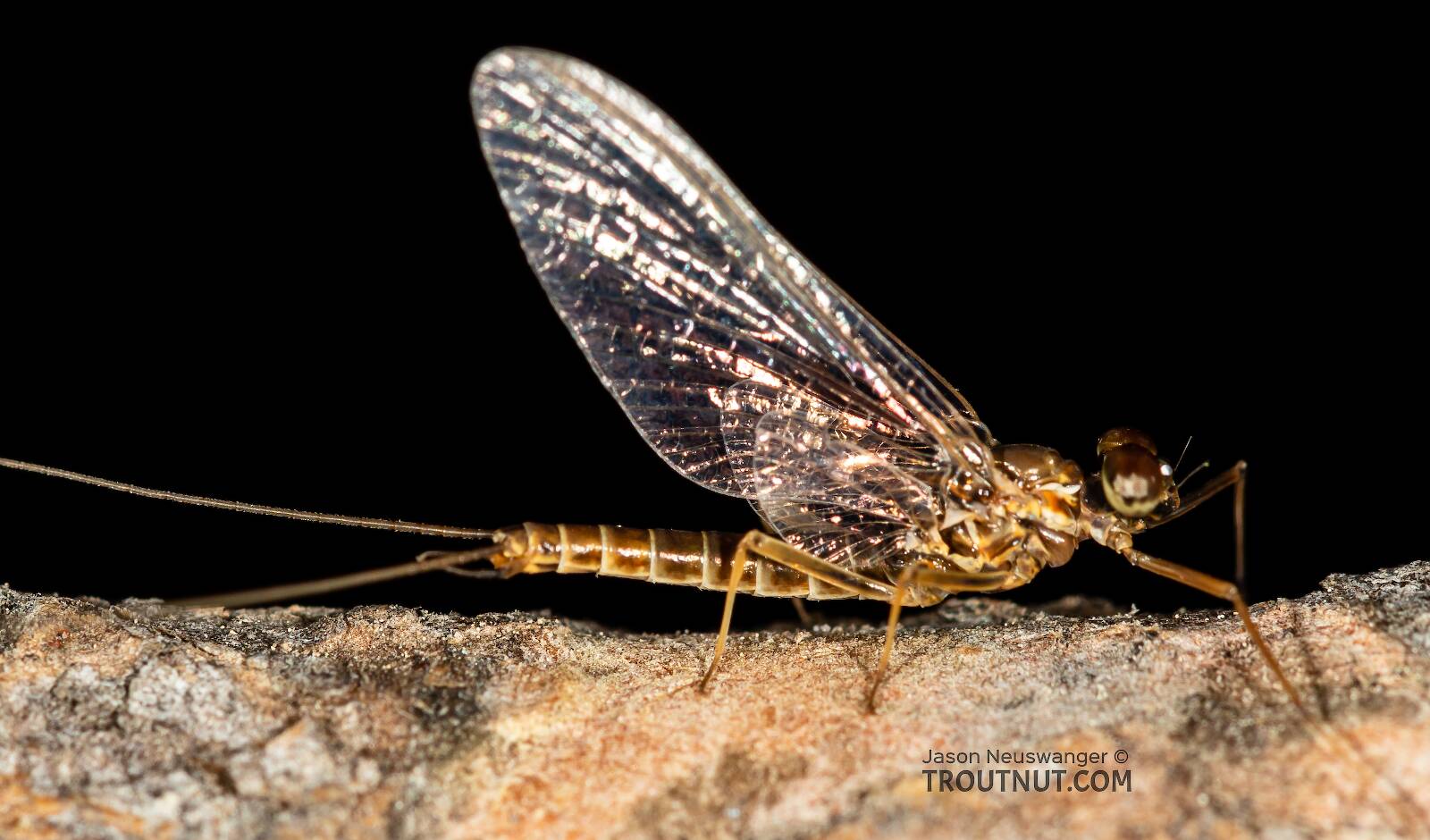 Male Rhithrogena undulata (Small Western Red Quill) Mayfly Spinner Pictures