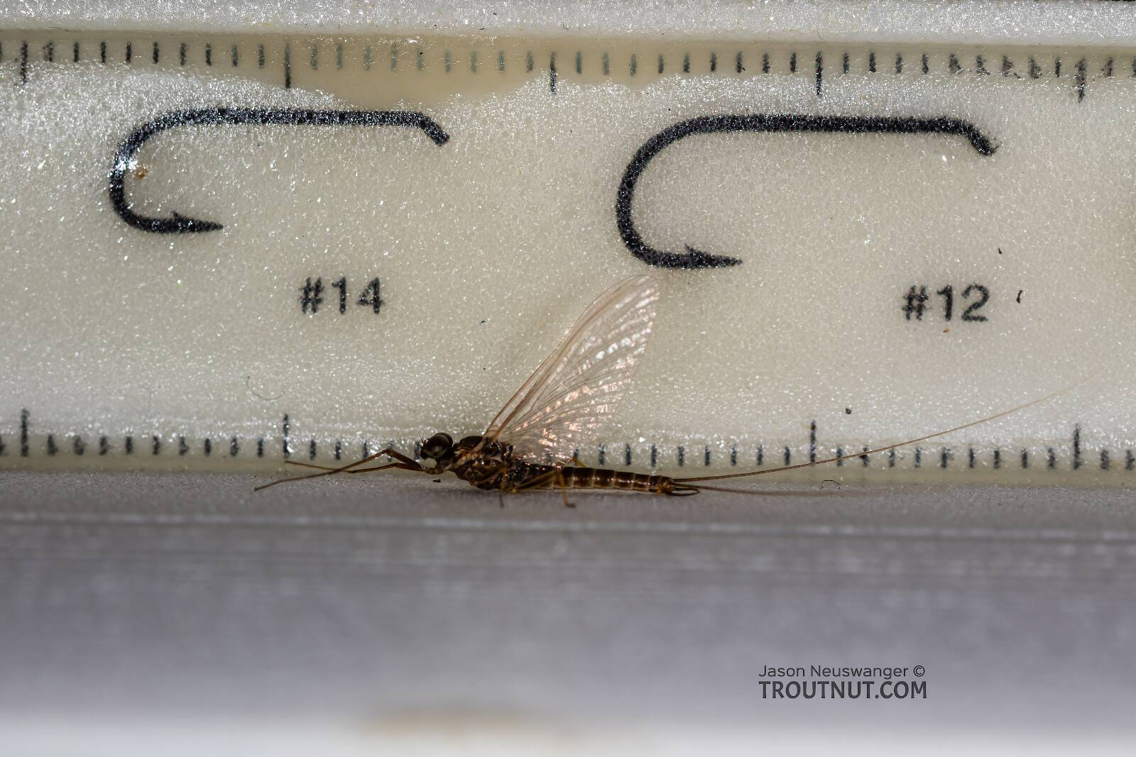 Male Rhithrogena undulata (Small Western Red Quill) Mayfly Spinner Pictures