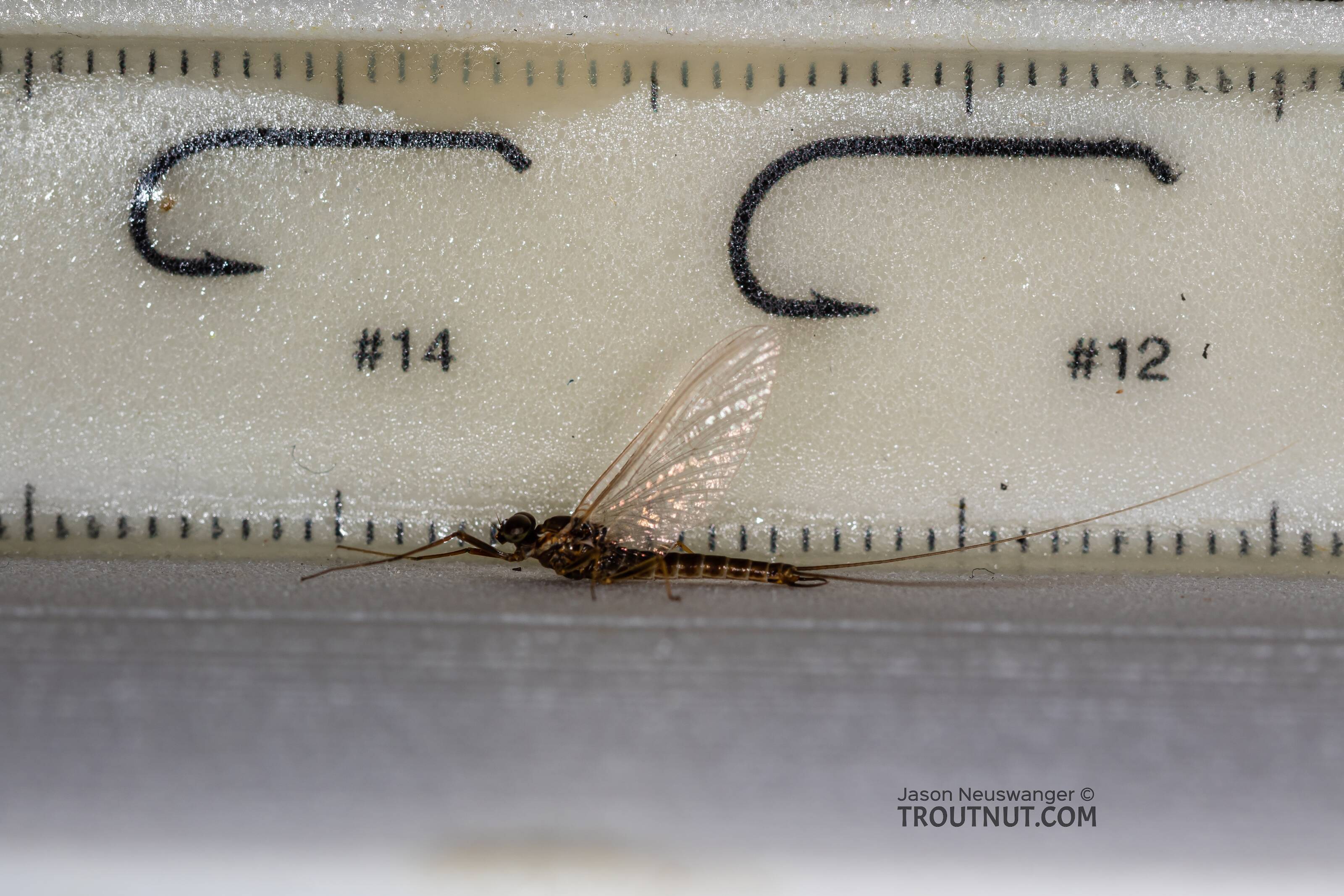 Male Rhithrogena undulata (Small Western Red Quill) Mayfly Spinner Pictures