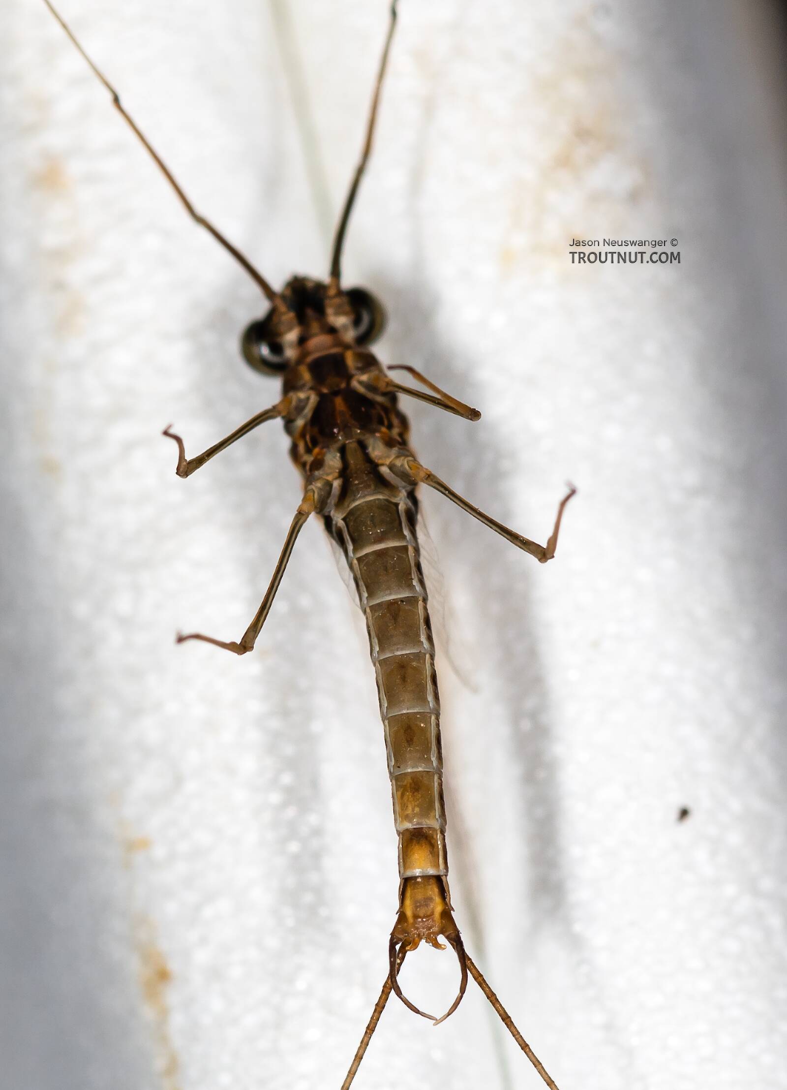 Male Rhithrogena undulata (Small Western Red Quill) Mayfly Spinner Pictures