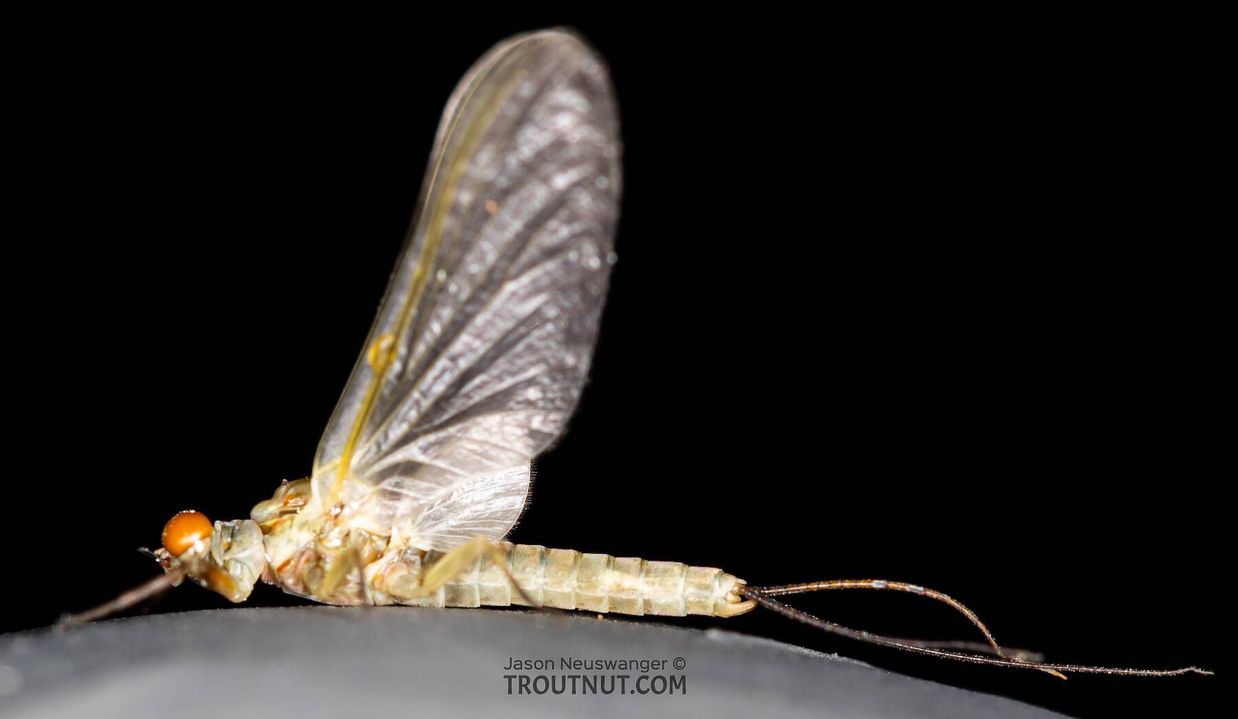 Mayfly Species Ephemerella dorothea infrequens (Pale Morning Duns)